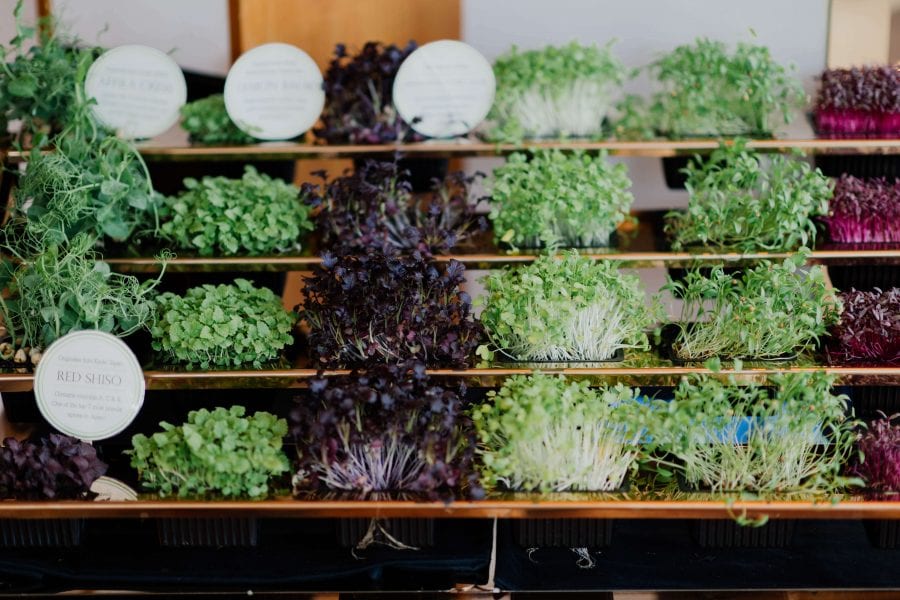 How To Grow Broccoli Sprouts: The Complete Guide | Harper's Nurseries