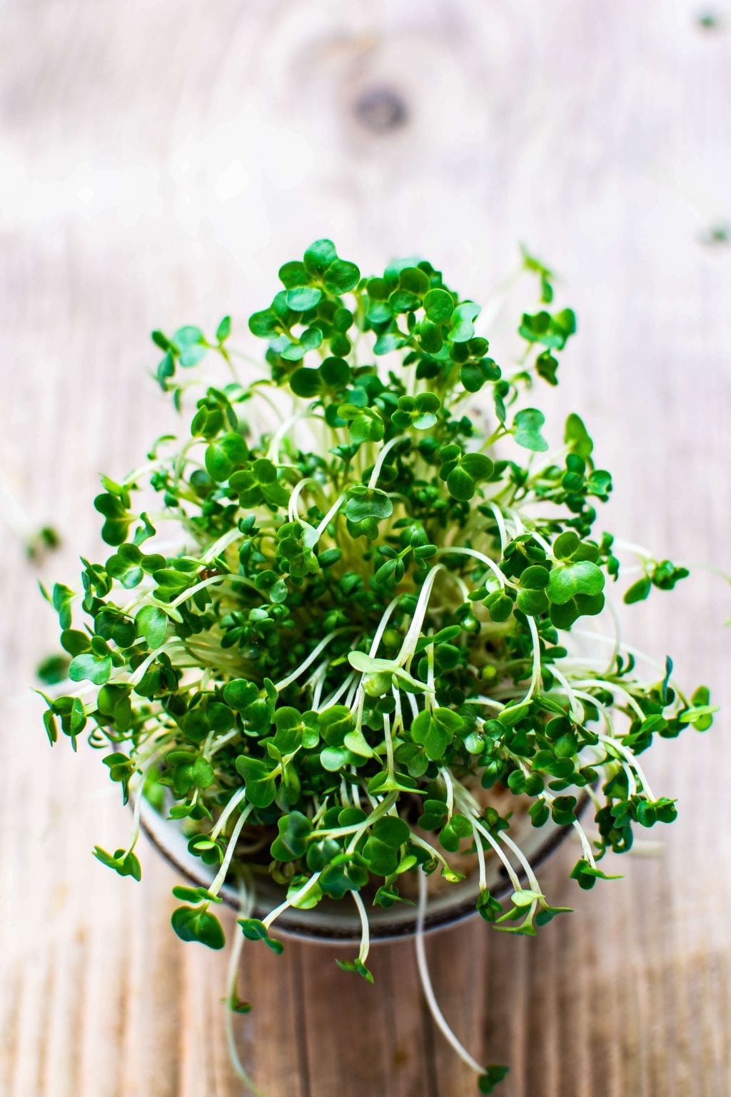 How To Grow Broccoli Sprouts: The Complete Guide | Harper's Nurseries