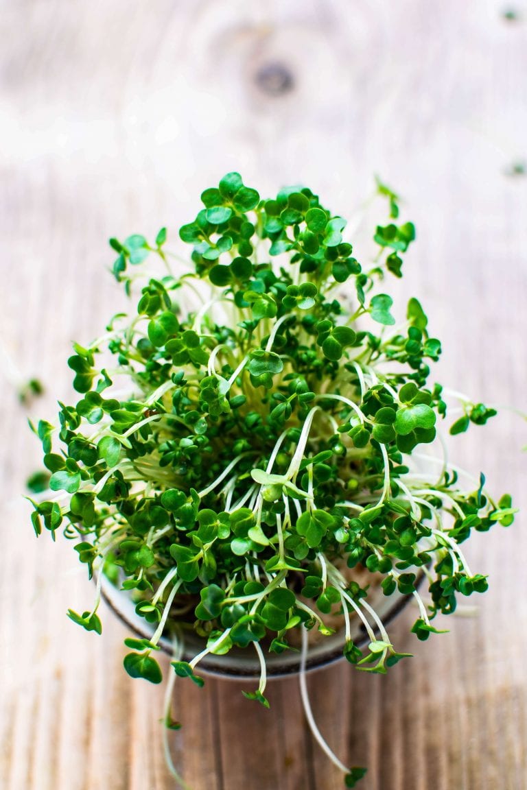 How To Grow Broccoli Sprouts: The Complete Guide | Harper's Nurseries