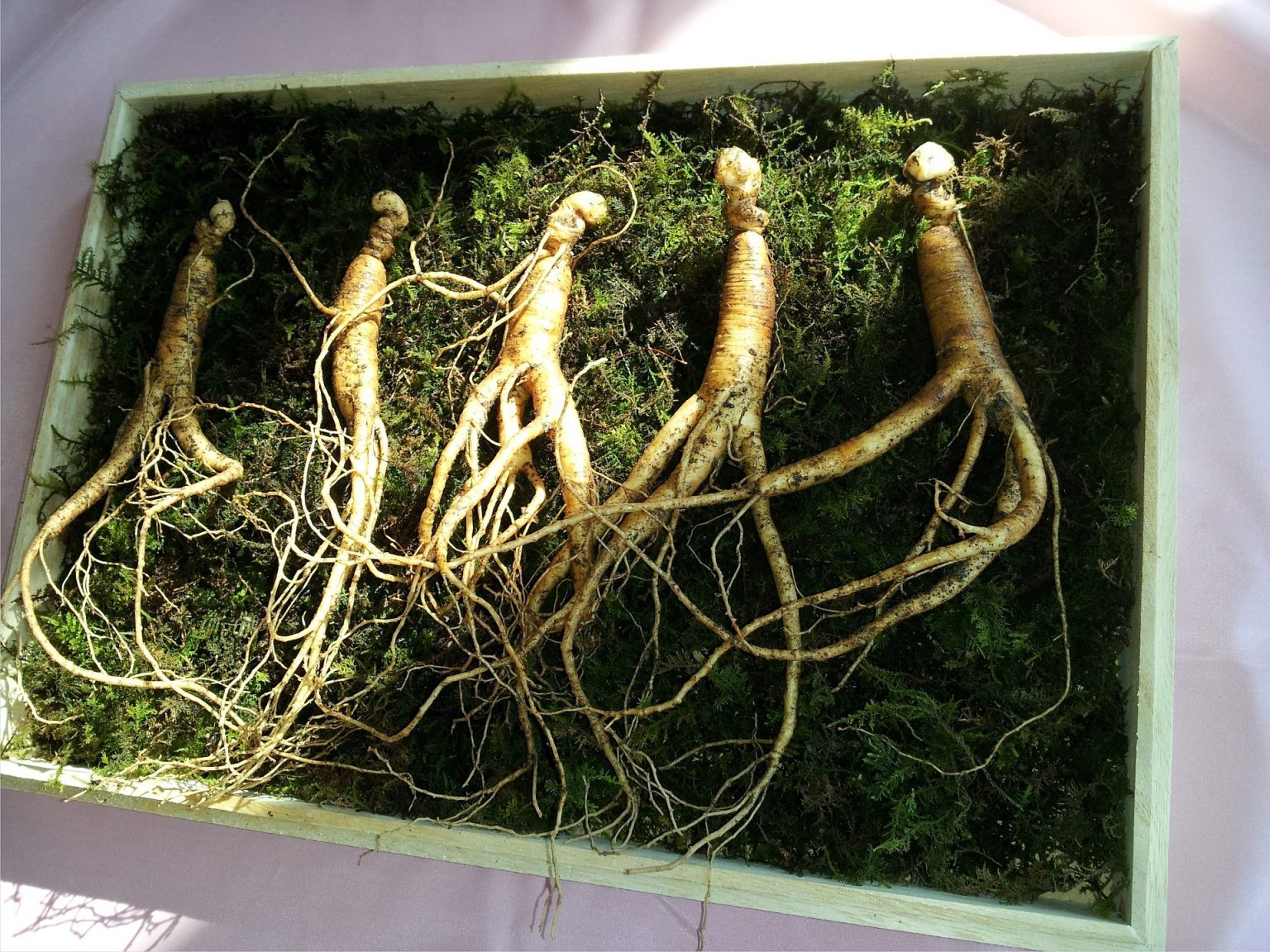 How To Grow Ginseng | Harper's Nurseries