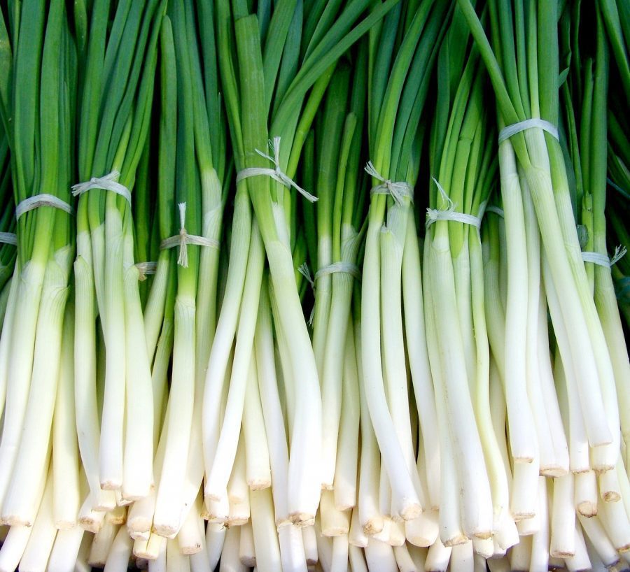 How To Grow Green Onions | Harper's Nurseries