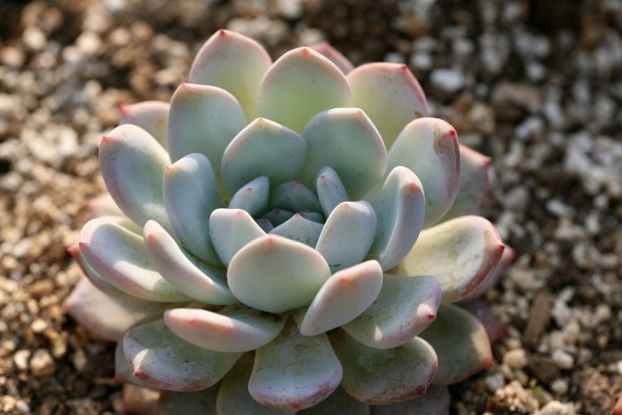 The Best Potting Soil For Succulents (2022) | Harper's Nurseries