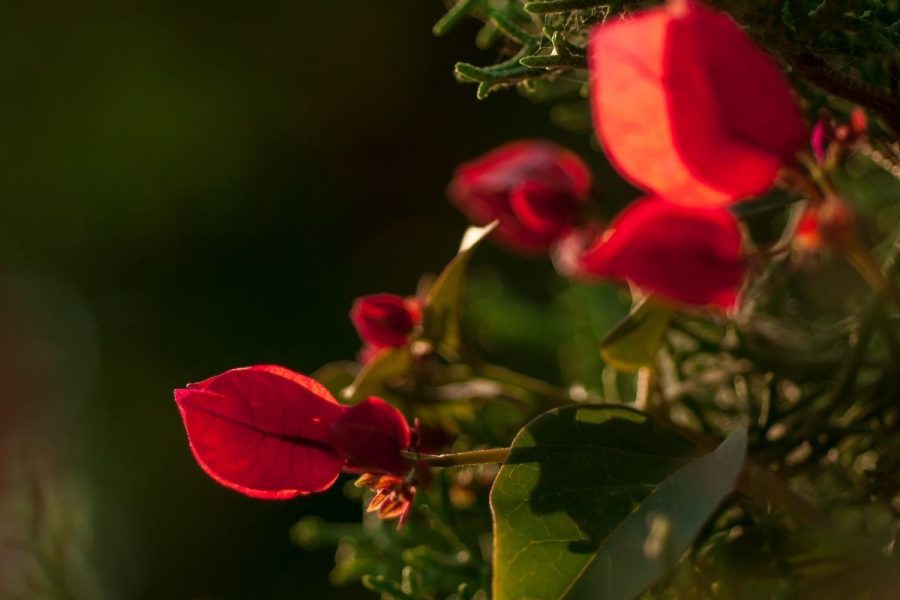 8 Stunning Red Flowering Shrubs | Harper's Nurseries
