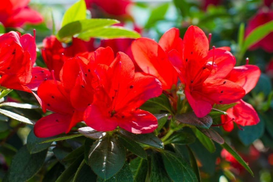 8 Stunning Red Flowering Shrubs | Harper's Nurseries