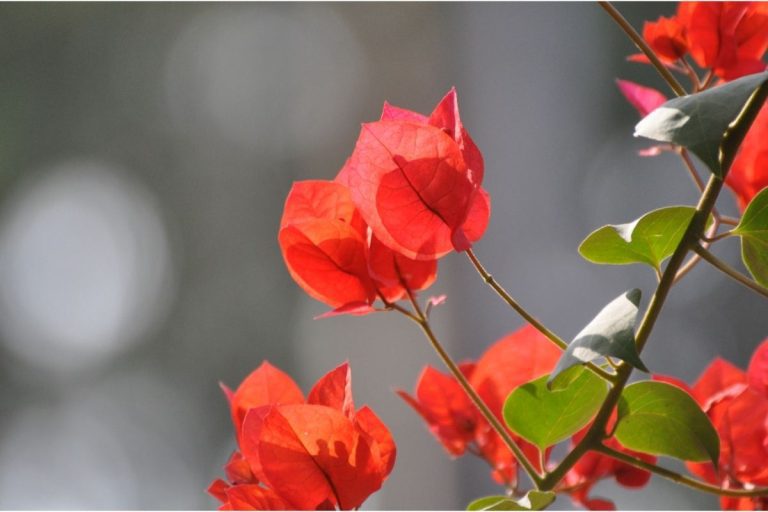 8 Stunning Red Flowering Shrubs | Harper's Nurseries