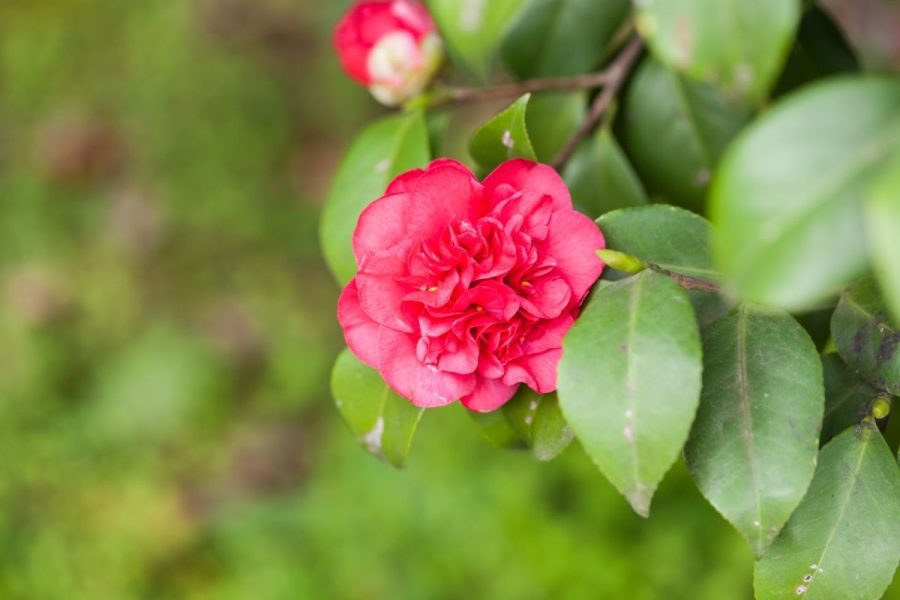 8 Stunning Red Flowering Shrubs | Harper's Nurseries