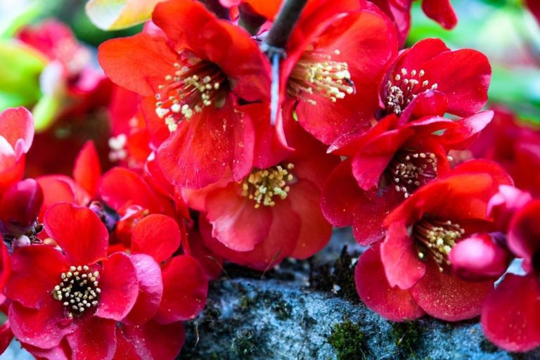 8 Stunning Red Flowering Shrubs | Harper's Nurseries