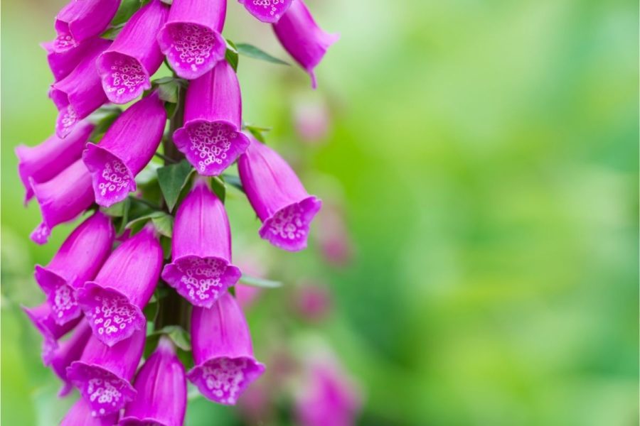 14 Bell-Shaped Flowers For Your Garden | Harper's Nurseries