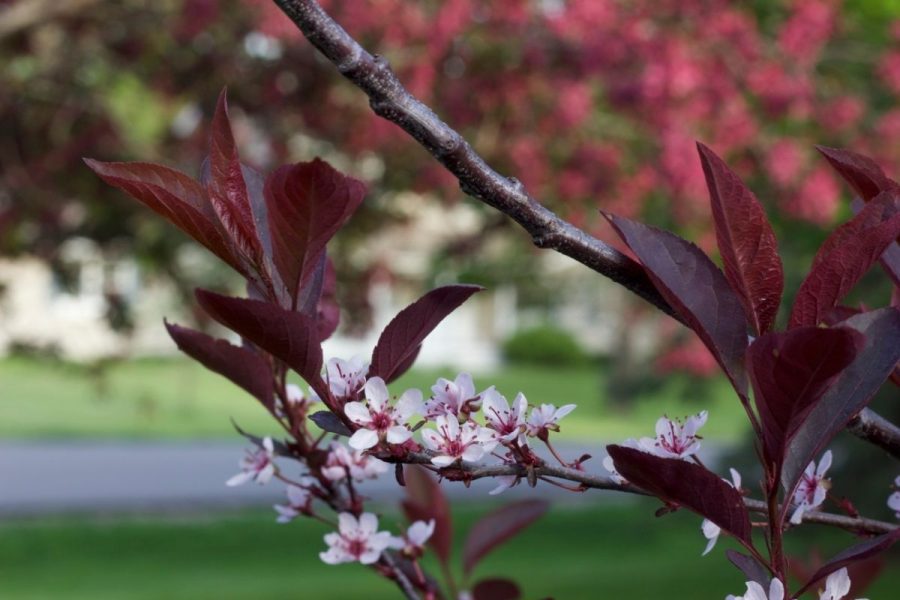 8 Shrubs That Have Red Leaves All Year Harpers Nurseries