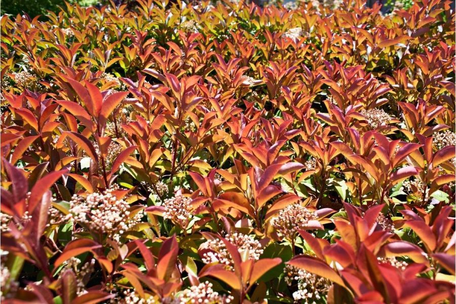8 Shrubs That Have Red Leaves All Year | Harper's Nurseries