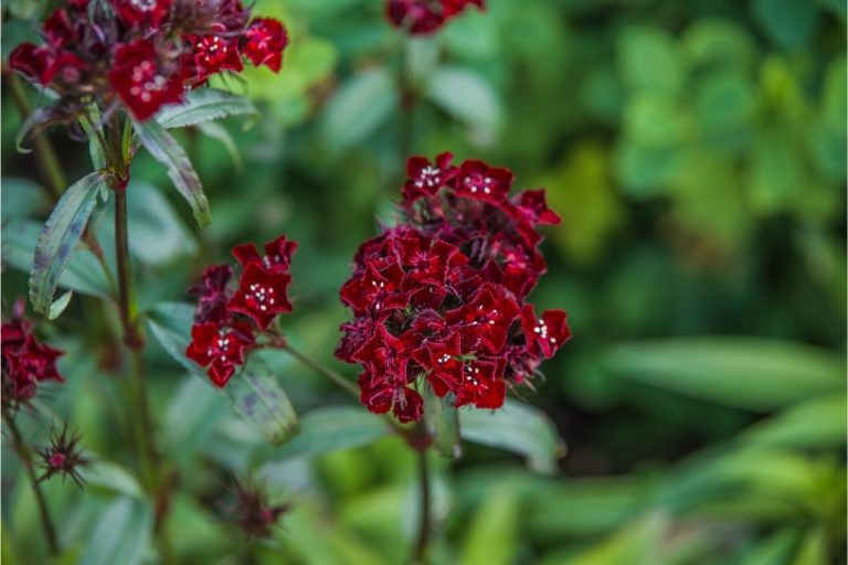 8 Stunning Red Flowering Shrubs | Harper's Nurseries