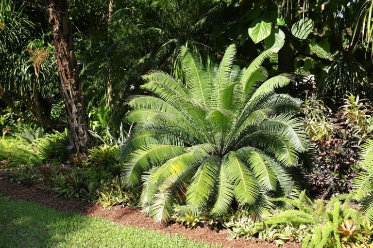 8 Beautiful Outdoor Potted Palms You Can Add To Your Home | Harper's ...