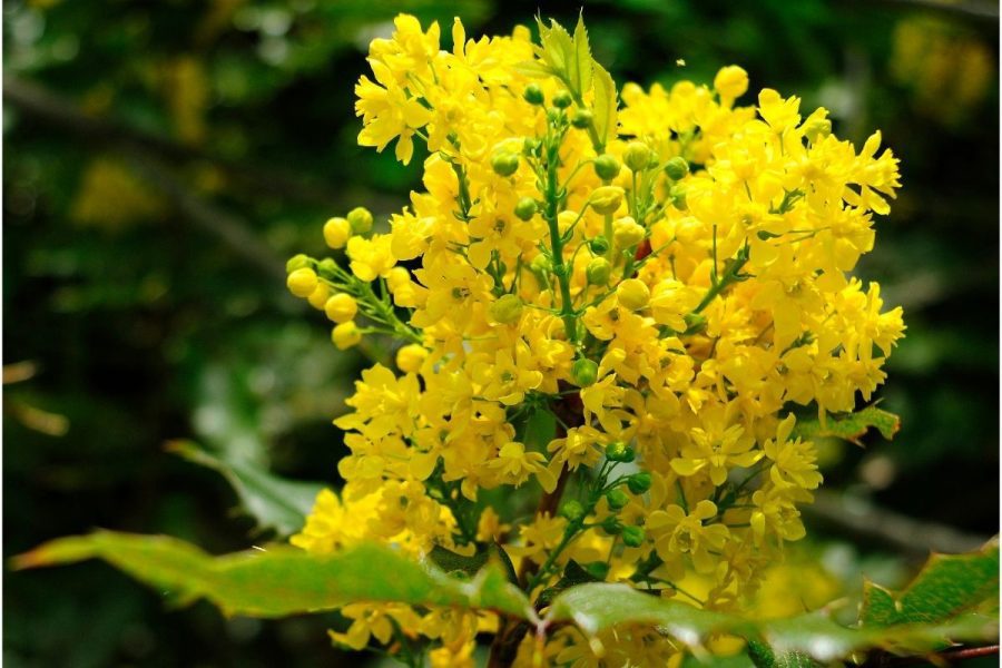 10 Yellow Flowering Trees And Shrubs | Harper's Nurseries