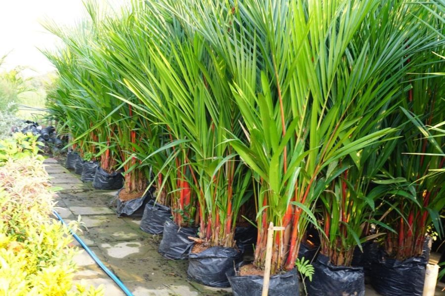 8 Beautiful Outdoor Potted Palms You Can Add To Your Home | Harper's ...