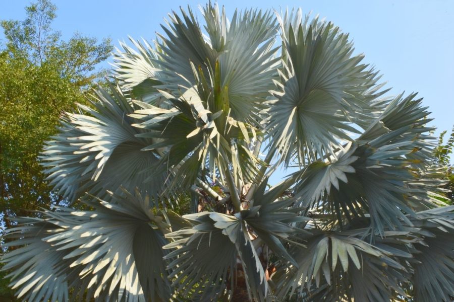 8 Beautiful Outdoor Potted Palms You Can Add To Your Home | Harper's ...