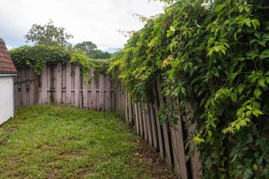 13 Cheap Ways To Block A Neighbor’s View: Ultimate Guide! | Harper's ...