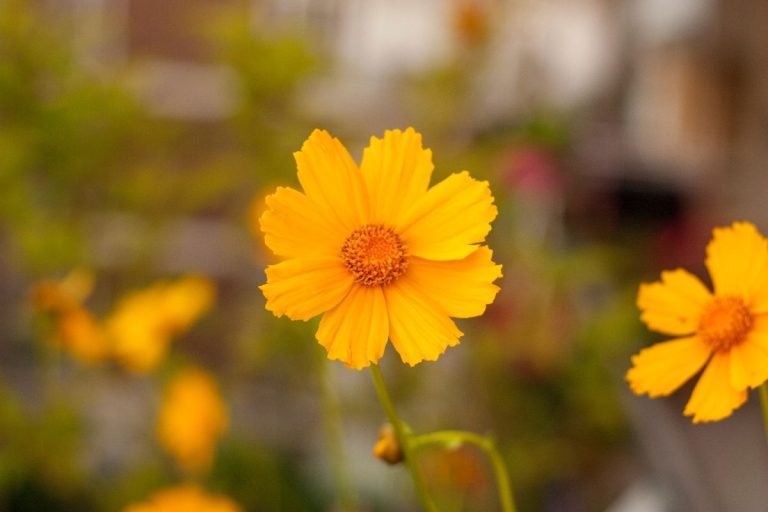 20 Different Flowers That Look Like Daisies | Harper's Nurseries