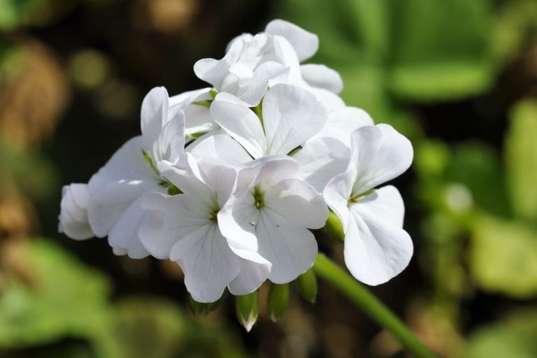 The Definitive Guide To White Geraniums | Harper's Nurseries