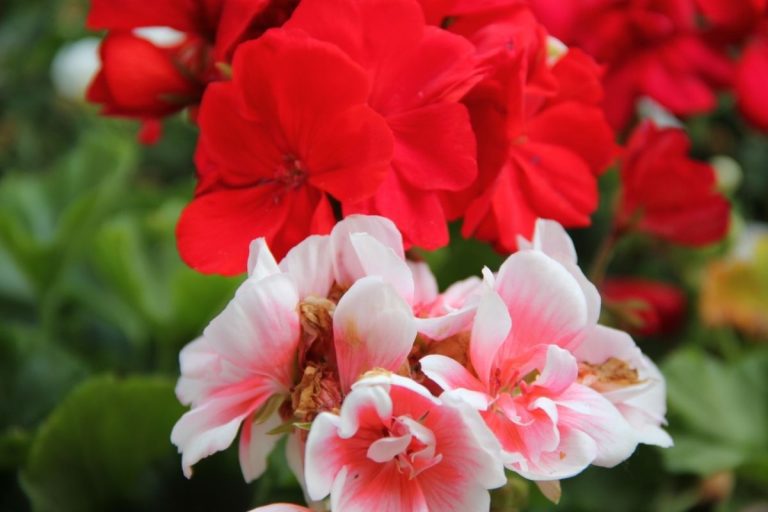 The Definitive Guide To White Geraniums | Harper's Nurseries