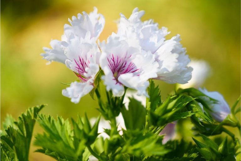 The Definitive Guide To White Geraniums | Harper's Nurseries