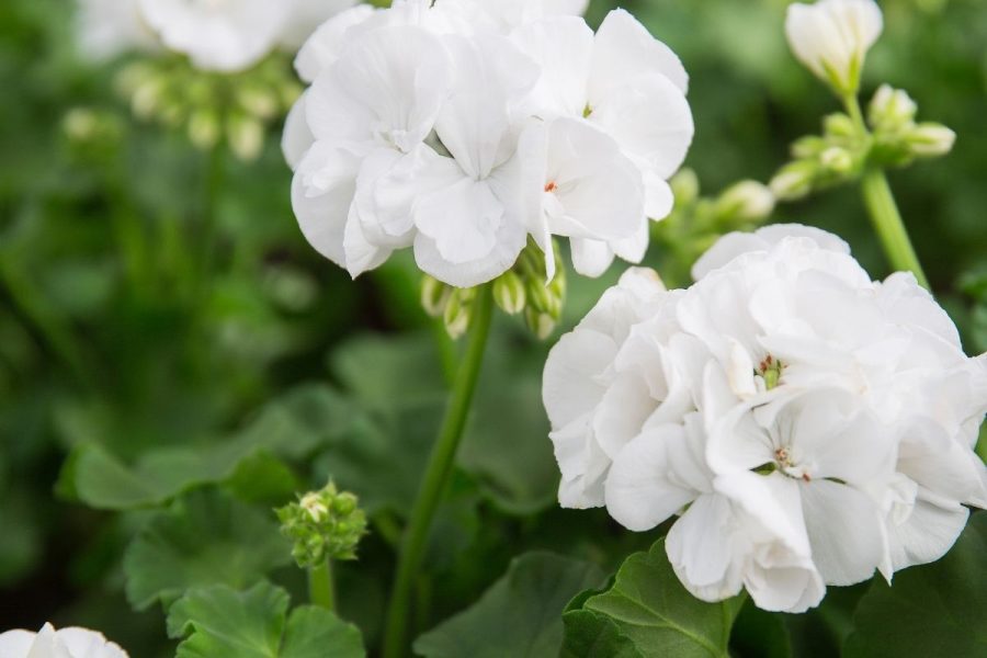 The Definitive Guide To White Geraniums | Harper's Nurseries