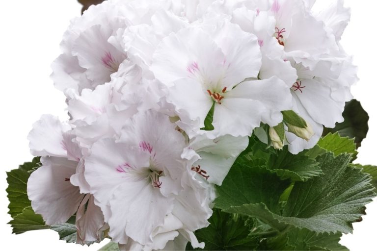 The Definitive Guide To White Geraniums | Harper's Nurseries