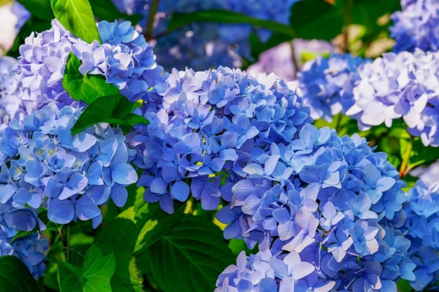 14 Plants That Thrive In Shallow Soil And Shade That You Should Put To ...