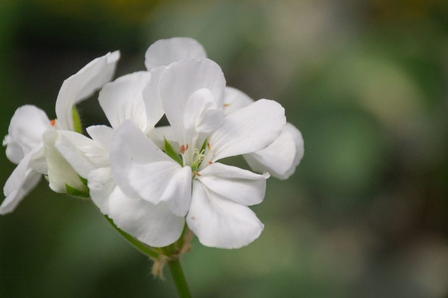 The Definitive Guide To White Geraniums | Harper's Nurseries