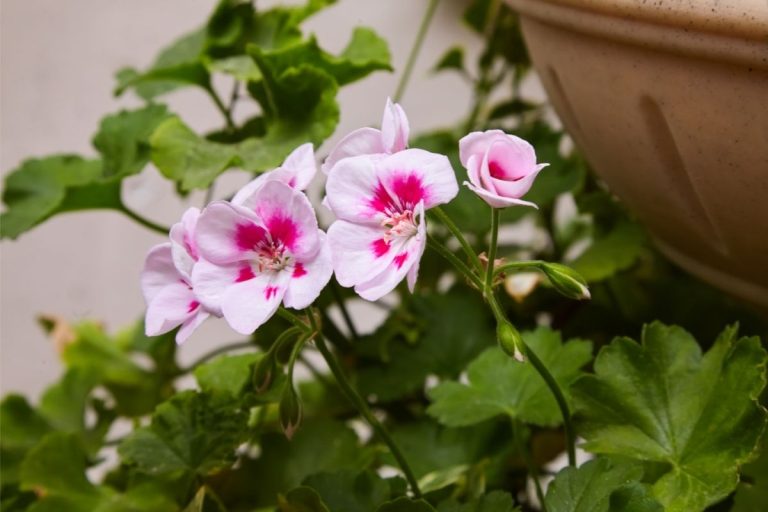 The Definitive Guide To White Geraniums | Harper's Nurseries