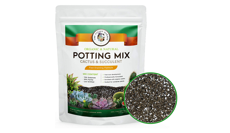 Best Cactus Potting Soil: 5 Top Picks | Harper's Nurseries
