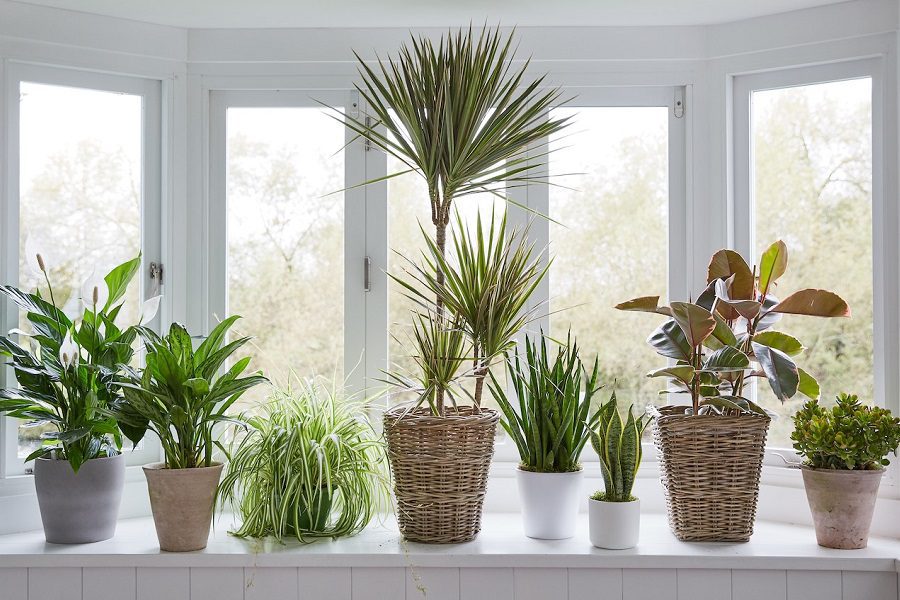 10 Best Plants For North Facing Windows Harper s Nurseries