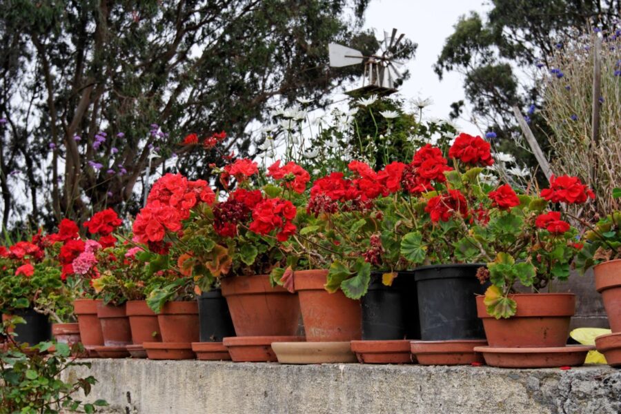 Geranium Leaves Turning Yellow: Everything You Need To Know With Some ...