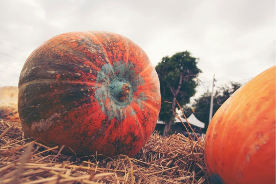 What Is The Average Pumpkin Weight? | Harper's Nurseries