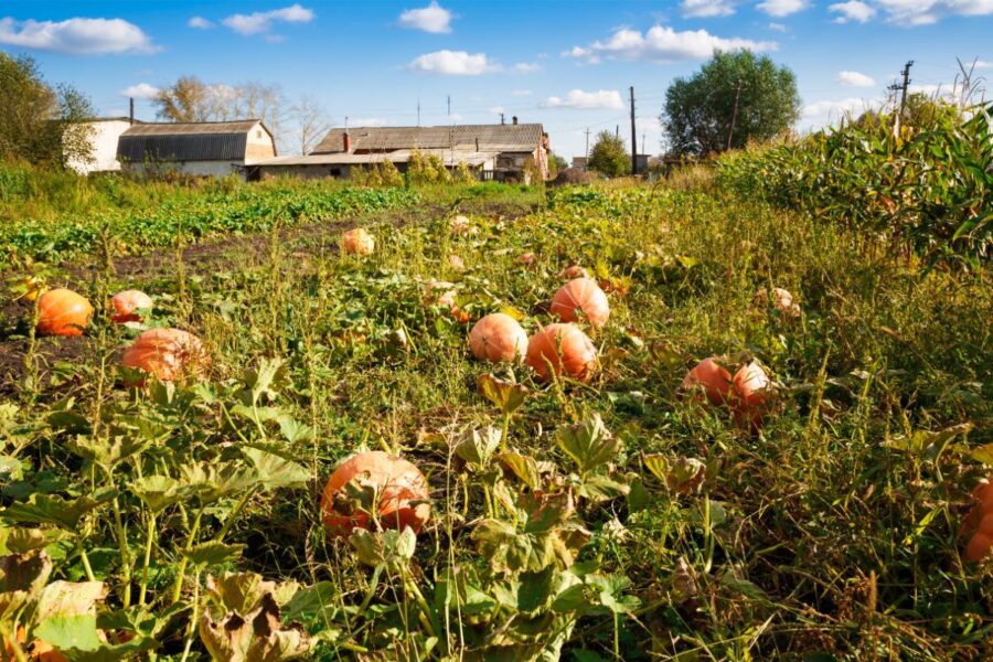 What Is The Average Pumpkin Weight? | Harper's Nurseries