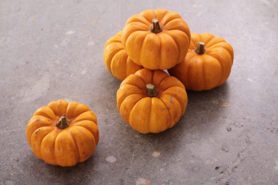 What Is The Average Pumpkin Weight? | Harper's Nurseries