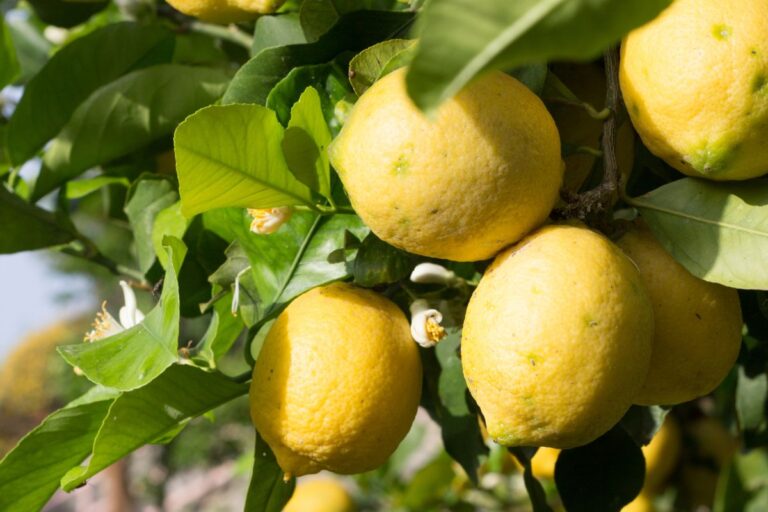 How To Germinate Lemon Seeds - Your Guide To Growing A Lemon Tree ...