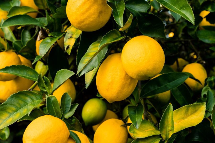 How To Germinate Lemon Seeds - Your Guide To Growing A Lemon Tree ...